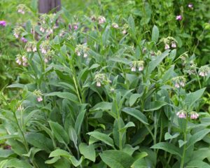 Comfrey Fertilizer: The Miracle Mix - Complete Gardening