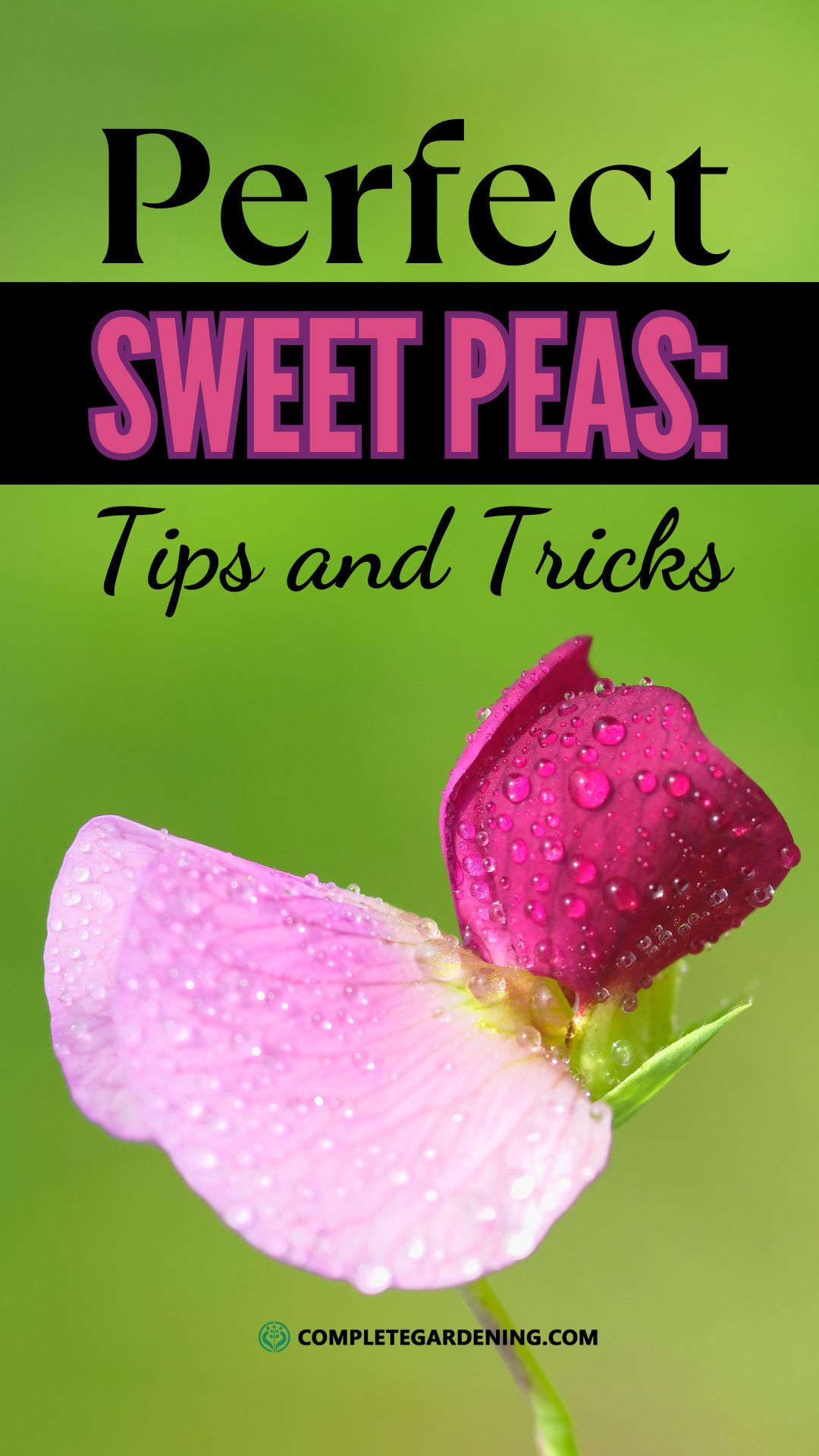 Sweet Pea Mastery: The Ultimate Growing Guide - Complete Gardening
