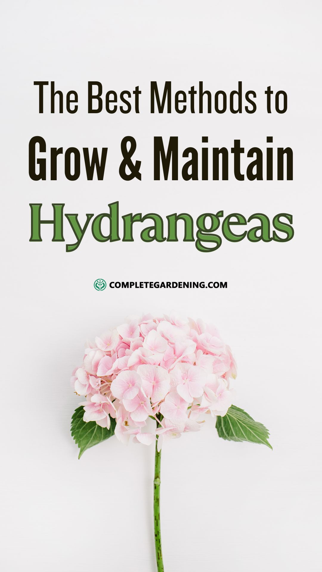 The Best Methods to Grow and Maintain Hydrangeas - Complete Gardening