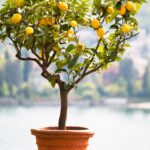 The Easiest Way to Grow Lemons from Lemon Cuttings - Complete Gardening