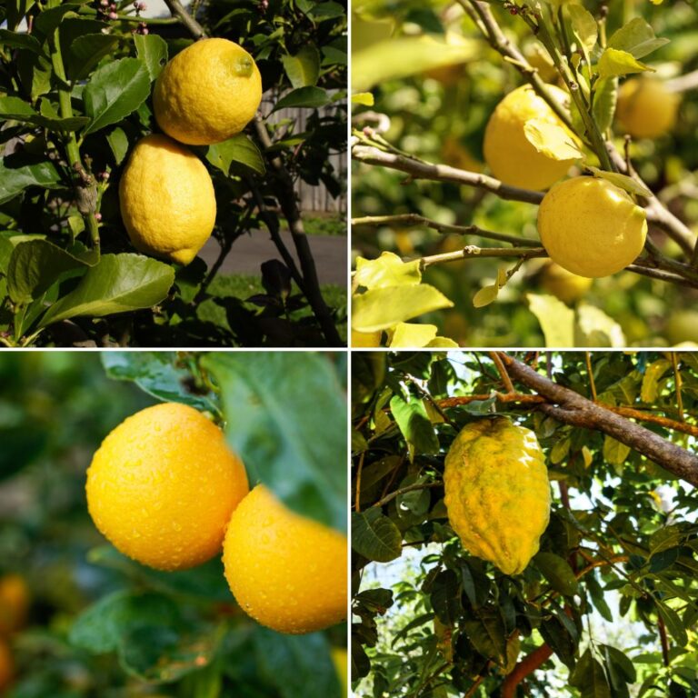 The Easiest Way to Grow Lemons from Lemon Cuttings - Complete Gardening