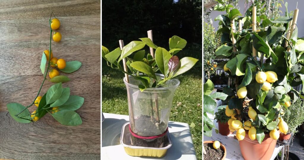 The Easiest Way to Grow Lemons from Lemon Cuttings - Complete Gardening