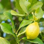 The Easiest Way to Grow Lemons from Lemon Cuttings - Complete Gardening