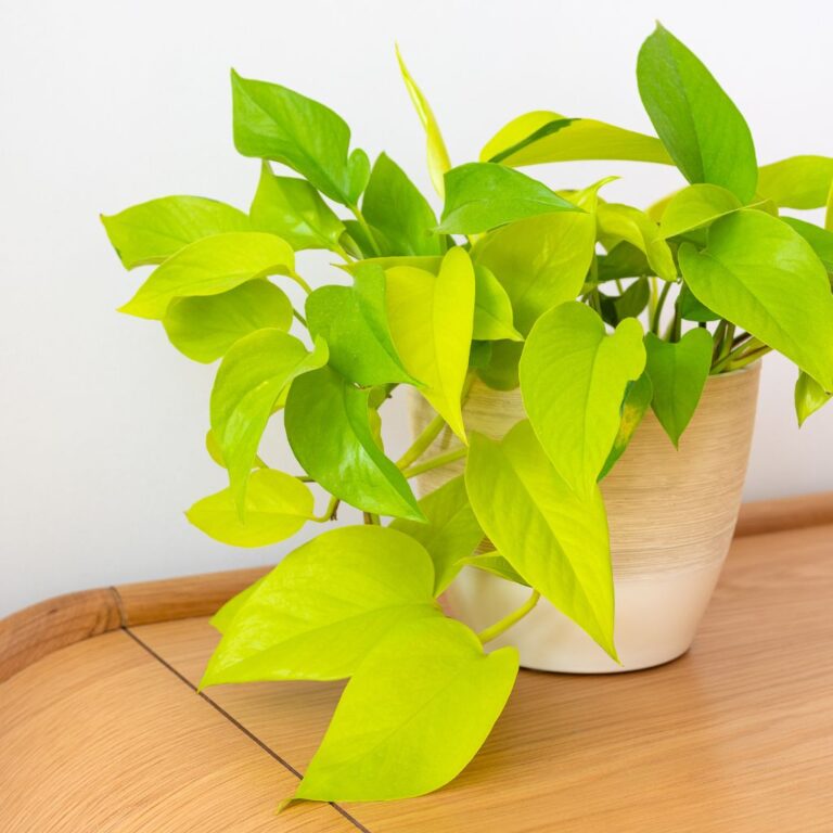The Ideal Watering Routine for Your Pothos - Complete Gardening