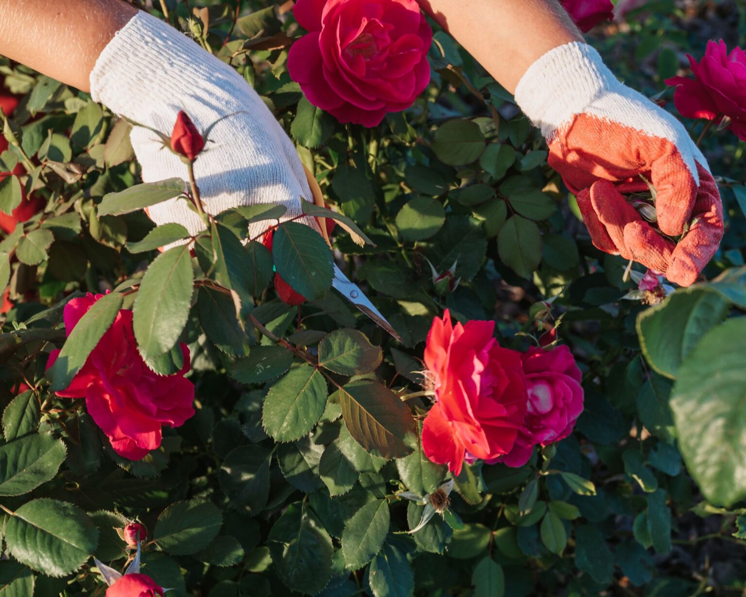 Creating a Rose Garden: From Planting to Perfect Care - Complete Gardening
