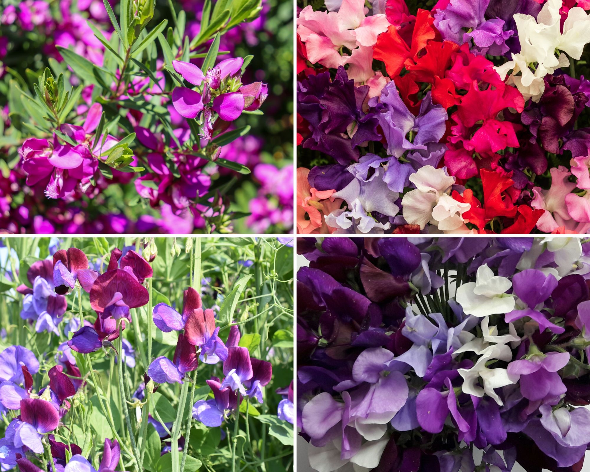 Sweet Pea Mastery: The Ultimate Growing Guide - Complete Gardening