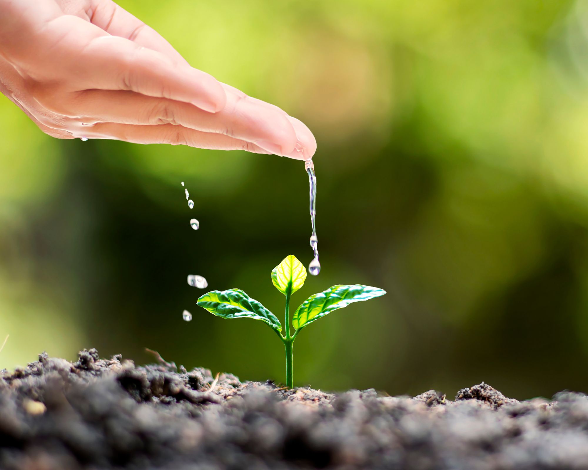 7 Hardest Flowers to Grow: A Challenge for Dedicated Gardeners ...