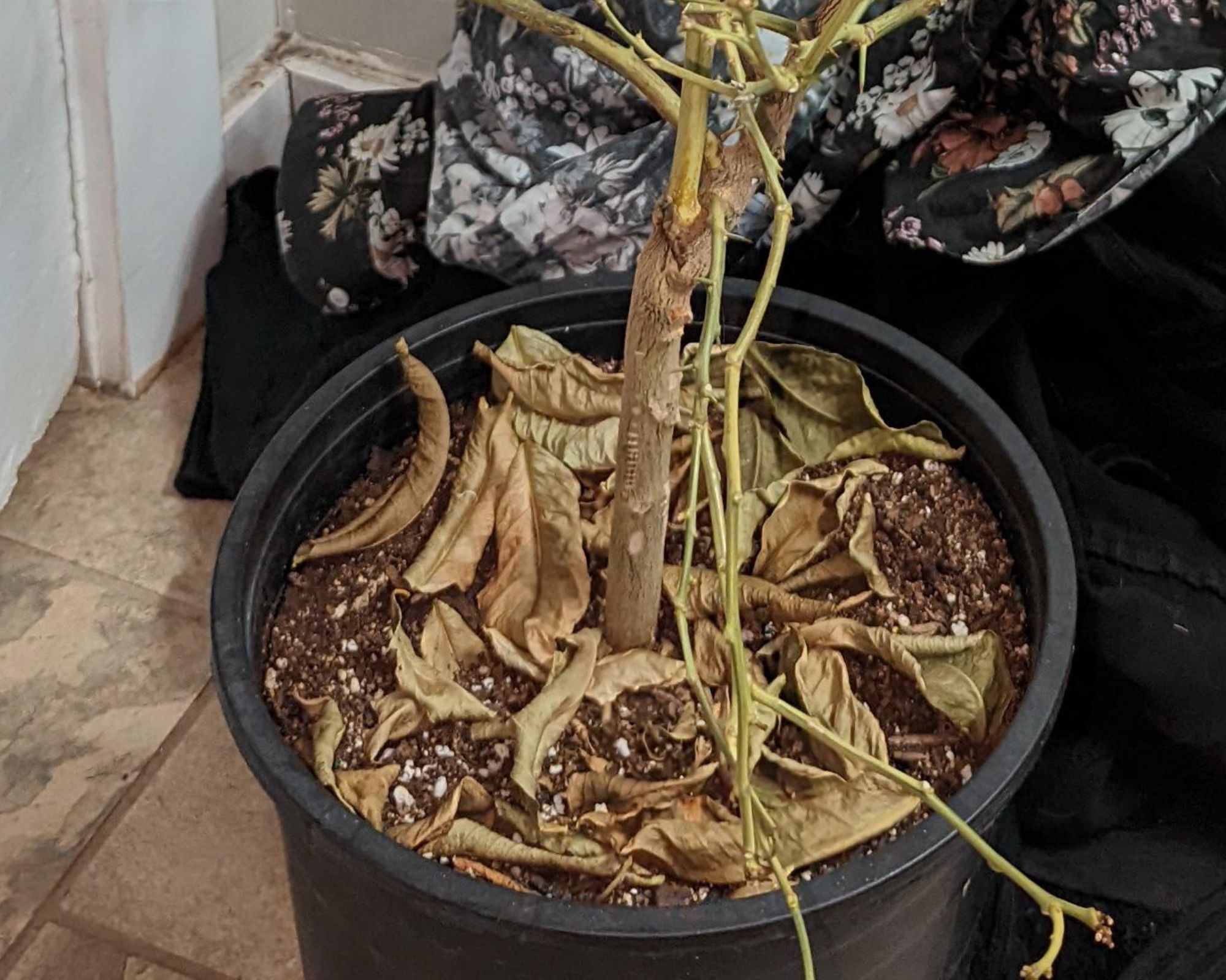 Watering Indoor Citrus: Are You Doing It Right? - Complete Gardening