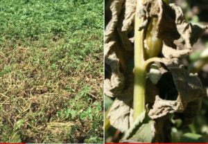 10 Potato-Growing Problems You Need to Know & How to Fix Them ...