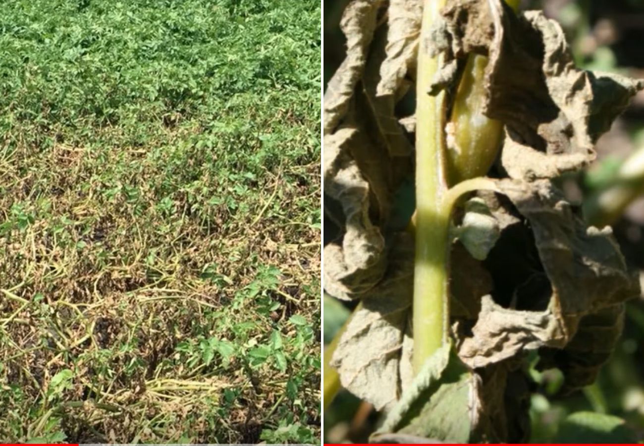 10 Potato-Growing Problems You Need to Know & How to Fix Them ...