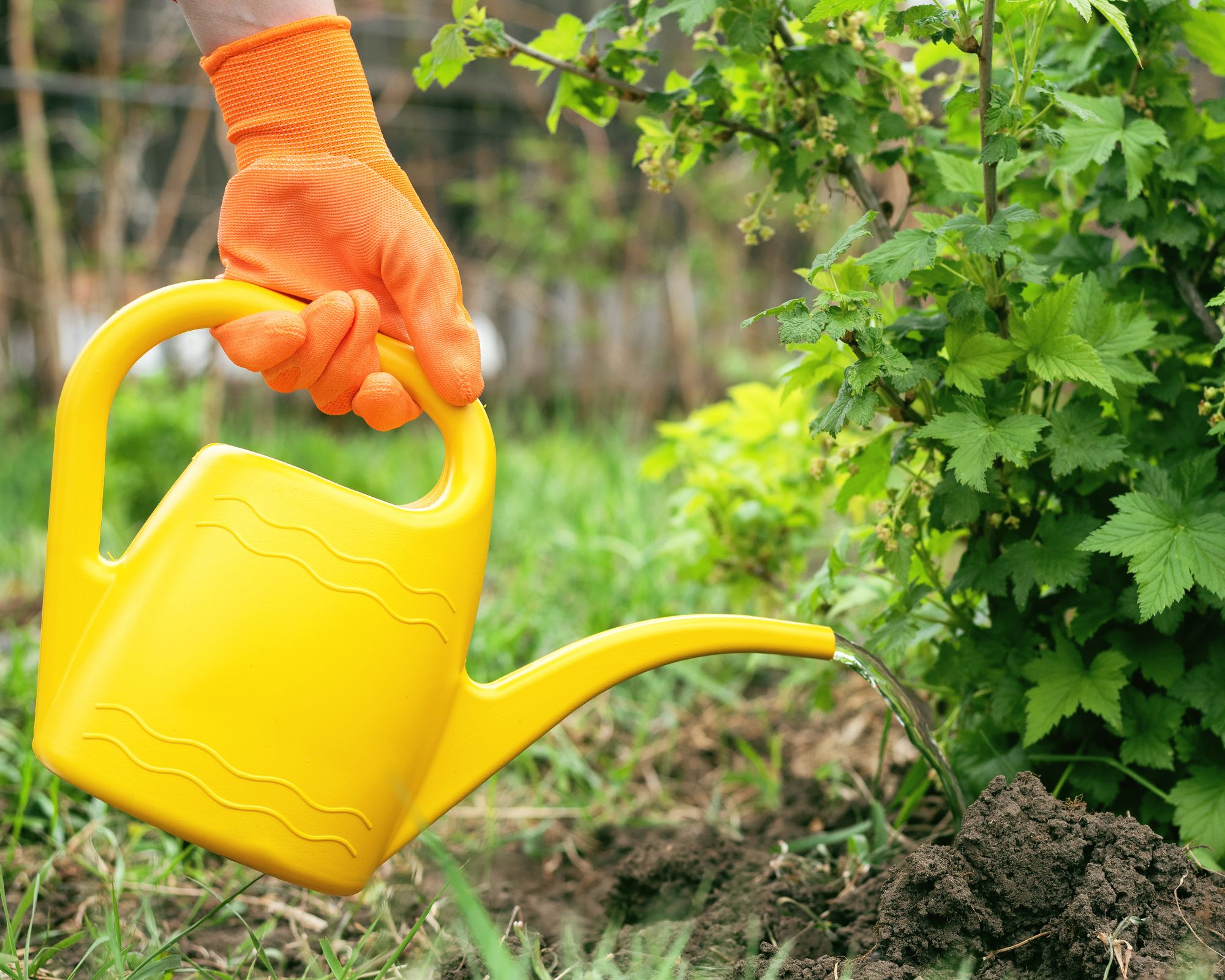 Best Watering Gear: Gardeners’ Top Picks - Complete Gardening