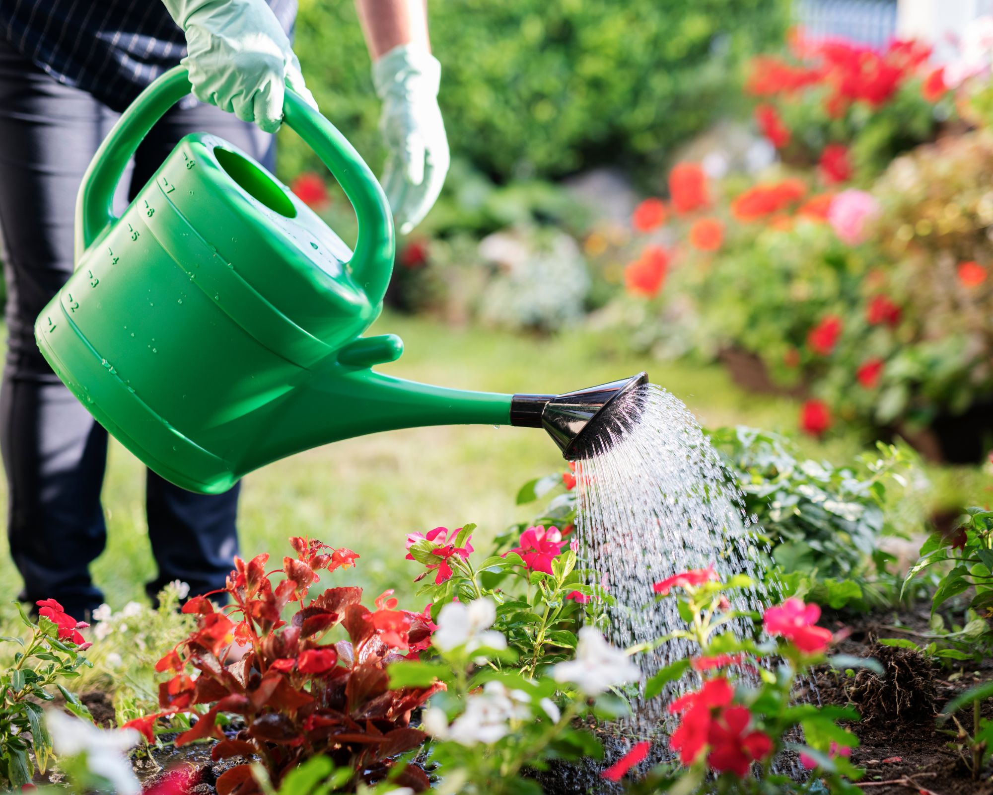 Best Watering Gear: Gardeners’ Top Picks - Complete Gardening