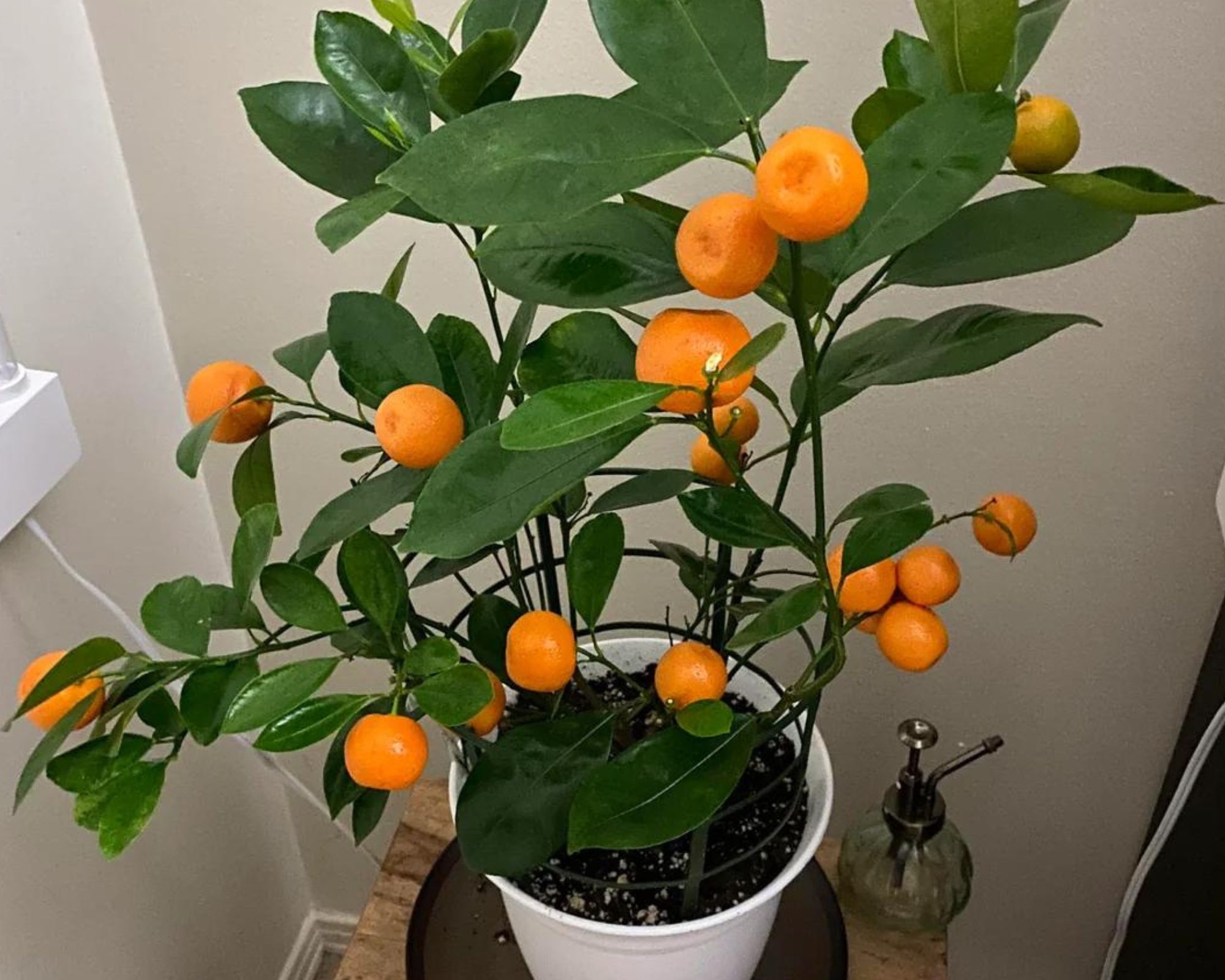 Watering Indoor Citrus: Are You Doing It Right? - Complete Gardening
