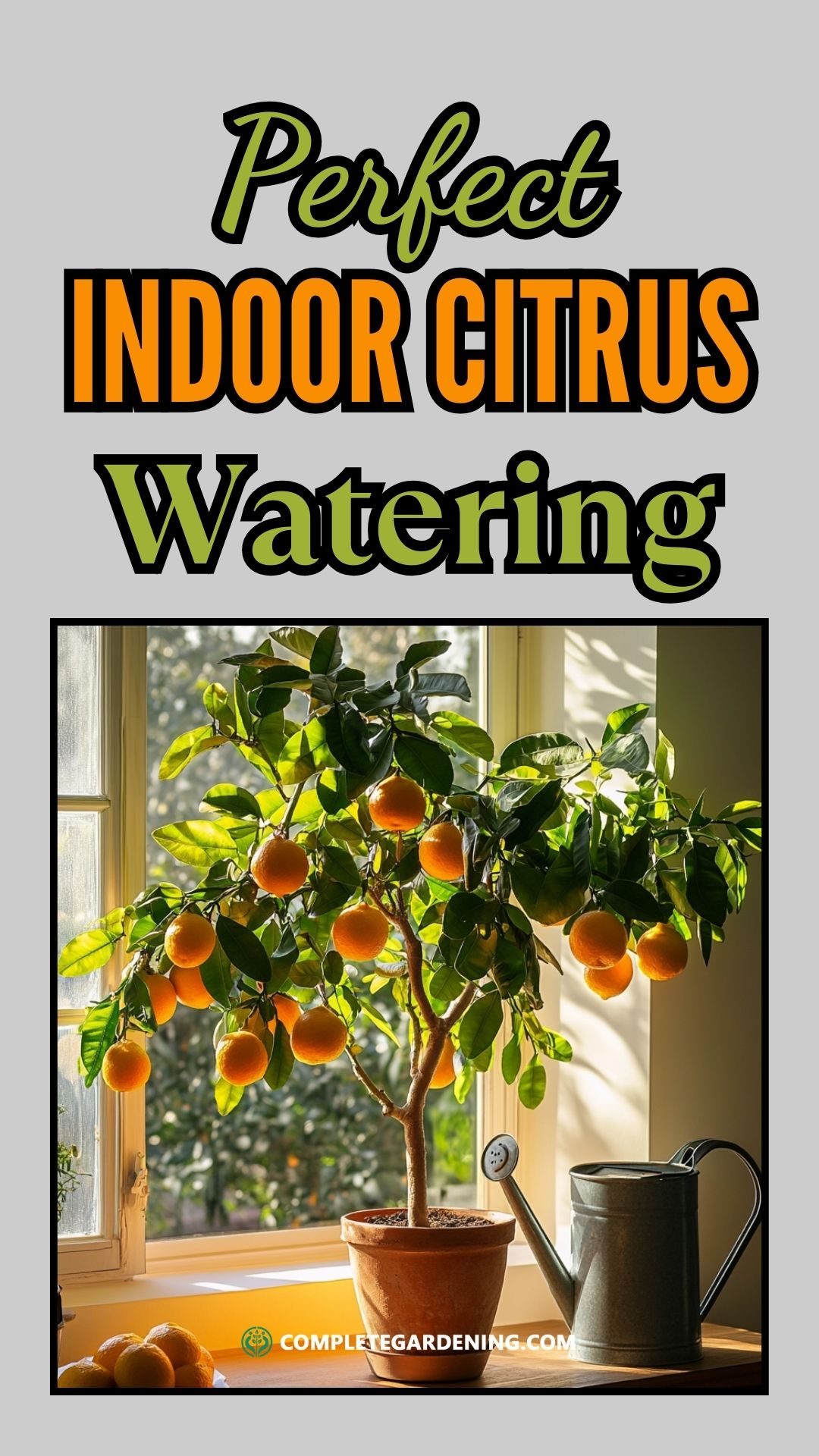 Watering Indoor Citrus: Are You Doing It Right? - Complete Gardening