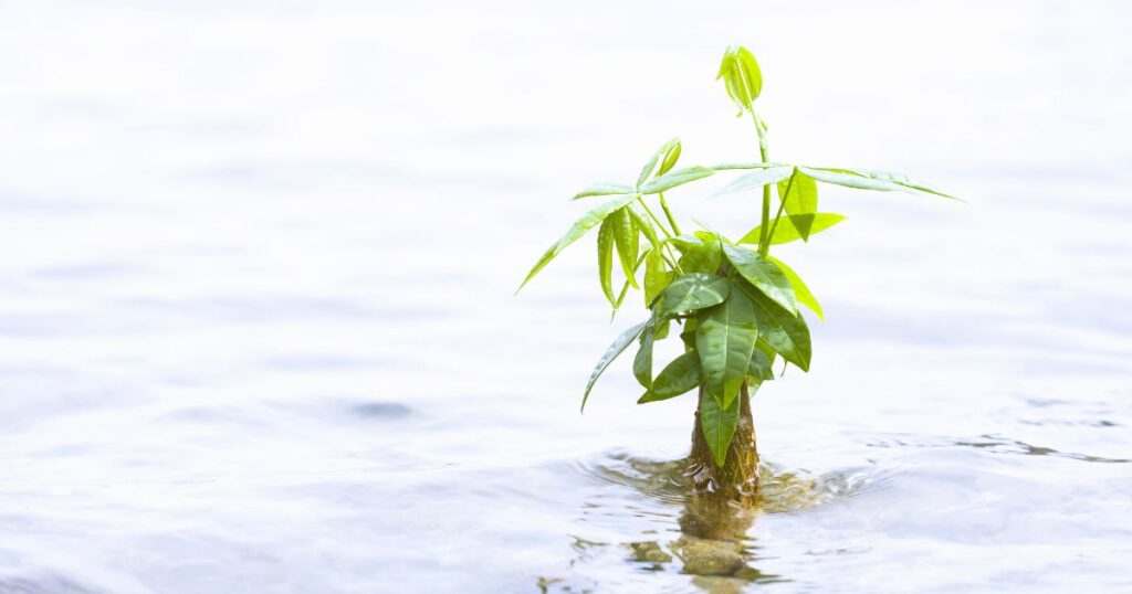 Watering Tips for a Healthy Money Tree - Complete Gardening