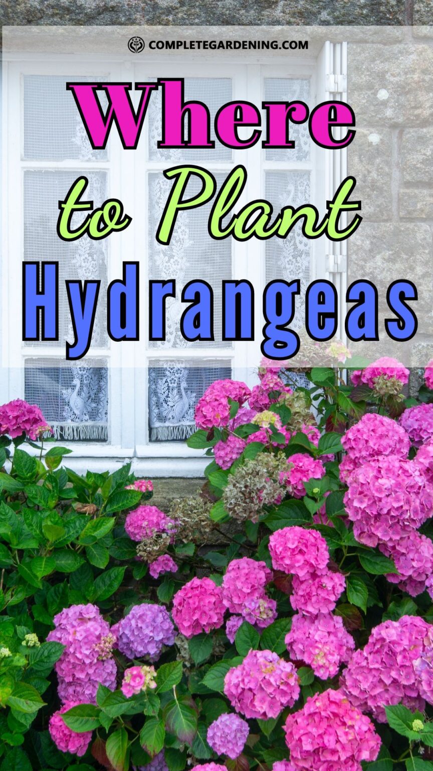 Where to Plant Hydrangeas: The Right Side of Your House Matters ...