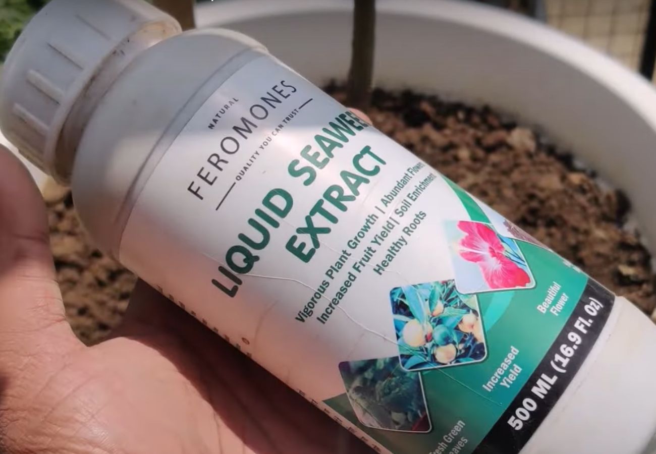 Mango Tree In A Pot: How to Cultivate Tropical Delights Indoors ...