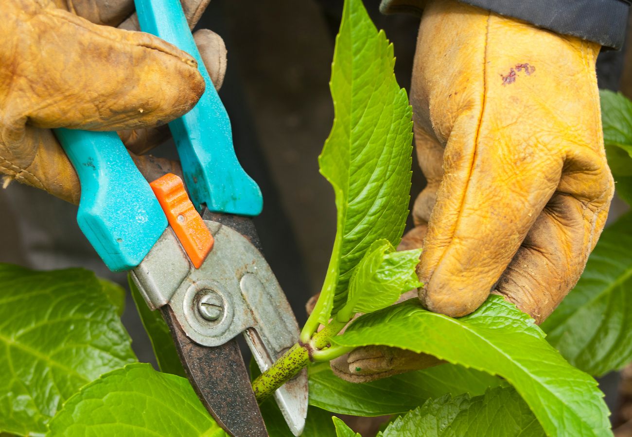 How to Successfully Grow Hydrangeas from Cuttings: A Step-by-Step Guide ...