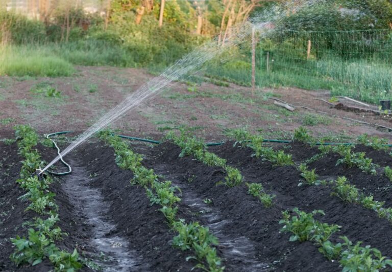 10 Potato-Growing Problems You Need to Know & How to Fix Them ...