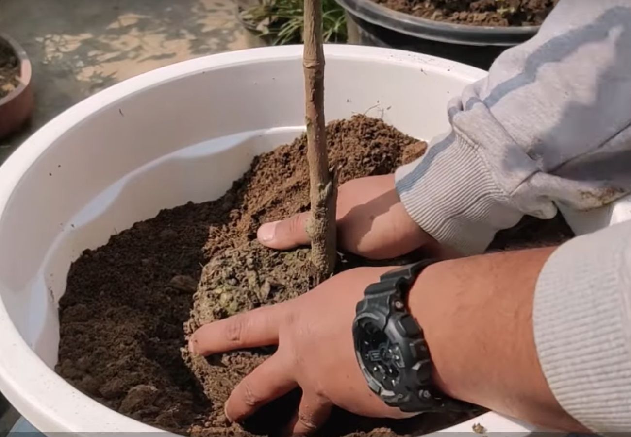 Mango Tree In A Pot: How to Cultivate Tropical Delights Indoors ...
