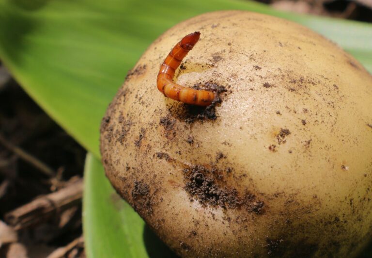 10 Potato-Growing Problems You Need to Know & How to Fix Them ...