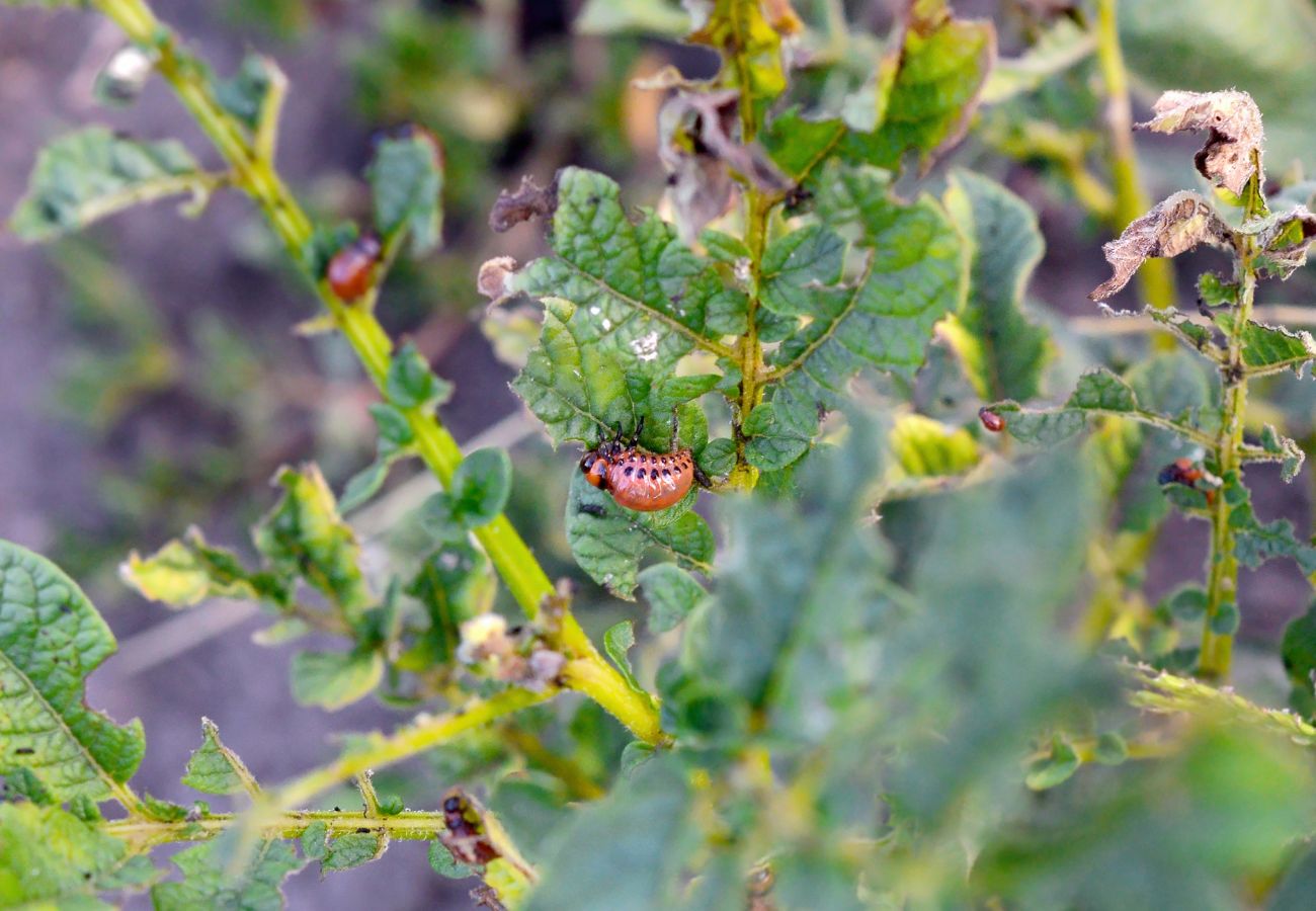 10 Potato-Growing Problems You Need to Know & How to Fix Them ...