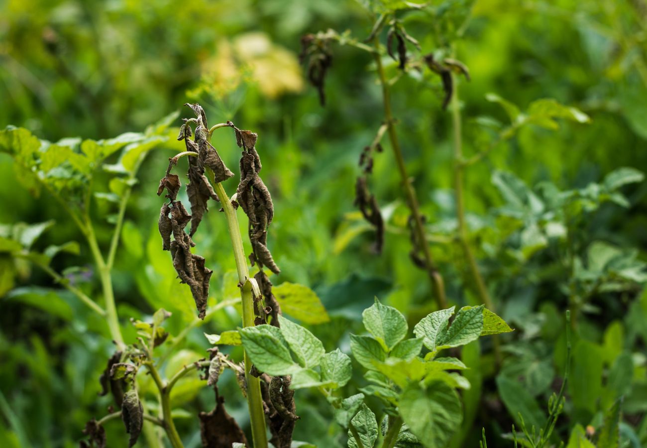 10 Potato-Growing Problems You Need to Know & How to Fix Them ...