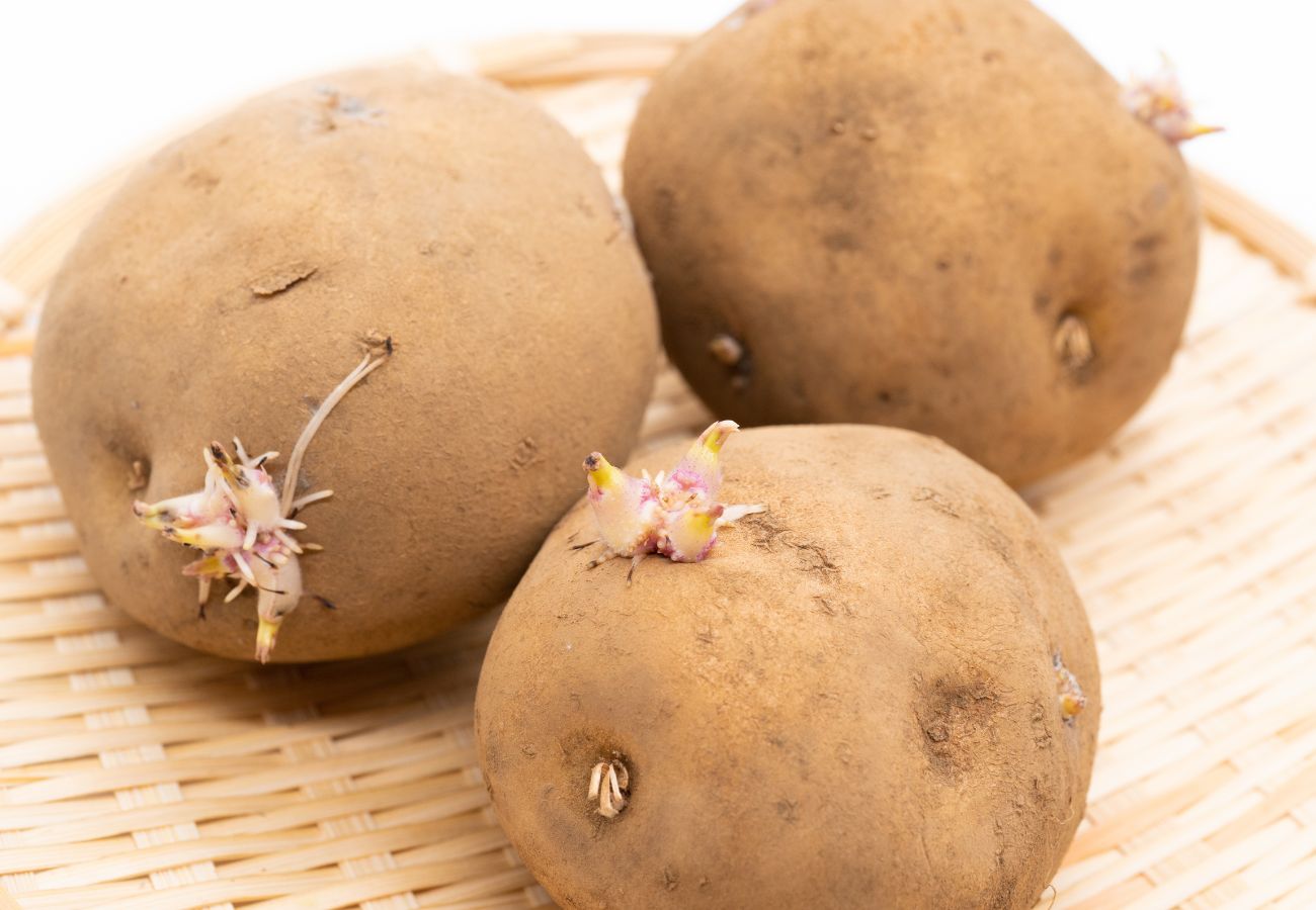 10 Potato-Growing Problems You Need to Know & How to Fix Them ...