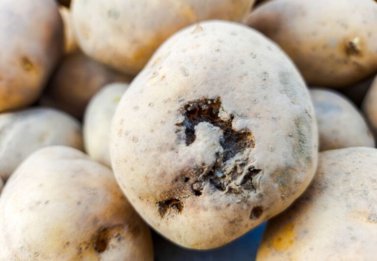 10 Potato-Growing Problems You Need to Know & How to Fix Them ...
