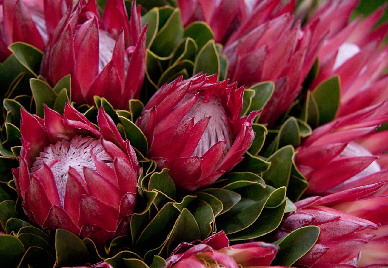Protea Plants: How to Plant, Grow, and Care for These Mystical Beauties ...