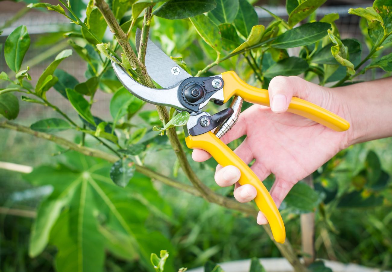 Top 9 Pruning Mistakes and How to Avoid Them - Complete Gardening
