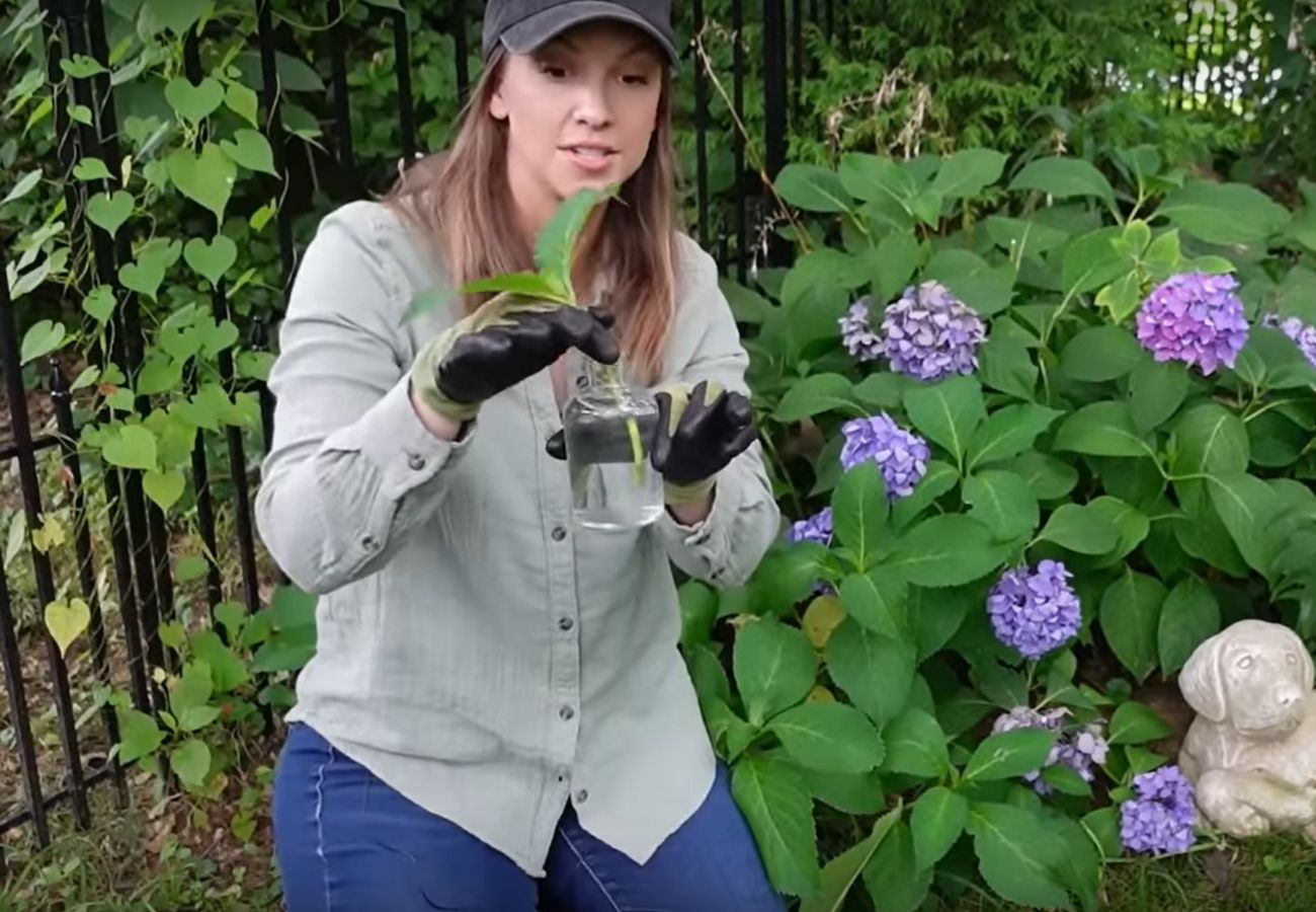 How to Successfully Grow Hydrangeas from Cuttings: A Step-by-Step Guide ...