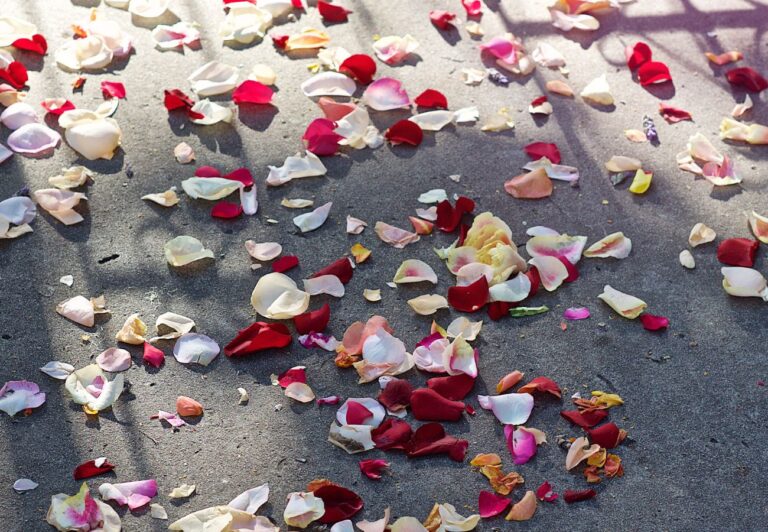 Rose Petals: 12 Unexpected Uses & 9 Delicious Recipes - Complete Gardening