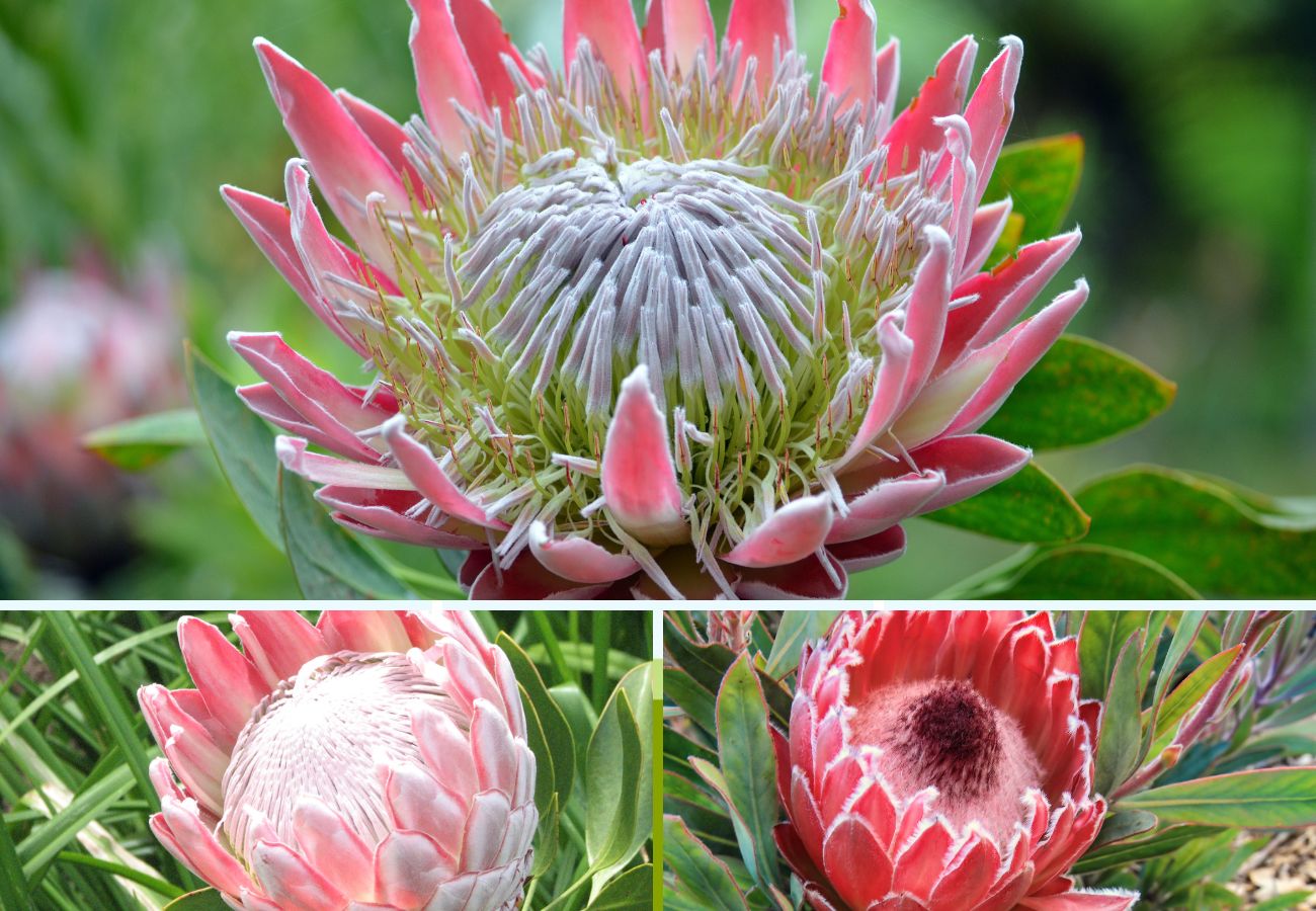 Protea Plants: How to Plant, Grow, and Care for These Mystical Beauties ...