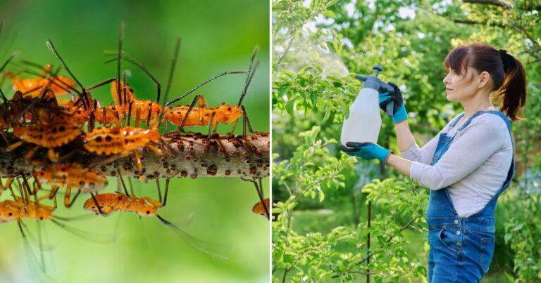 10+ Worst Garden Pests: Identification and Remedies - Complete Gardening
