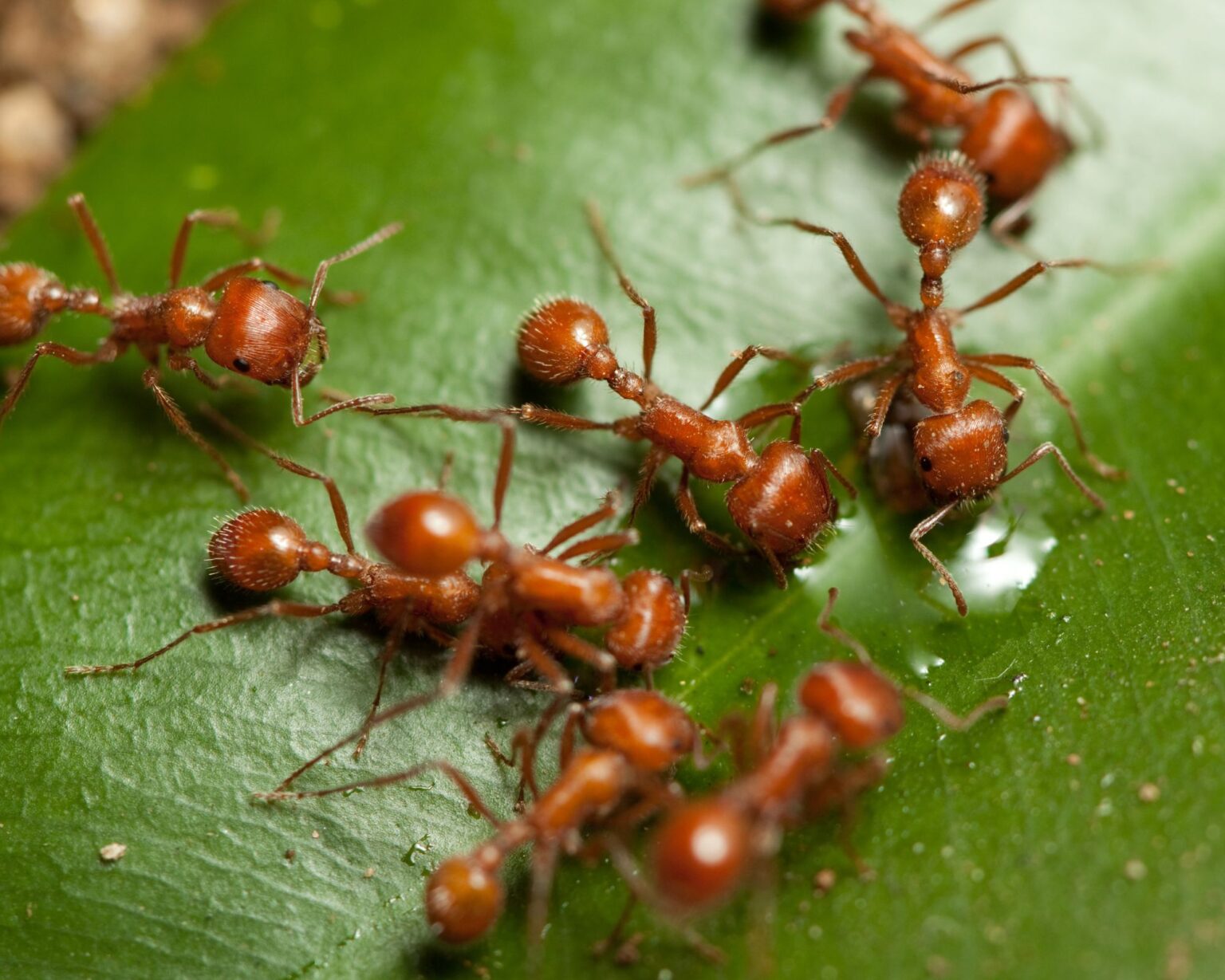 10+ Worst Garden Pests: Identification and Remedies - Complete Gardening