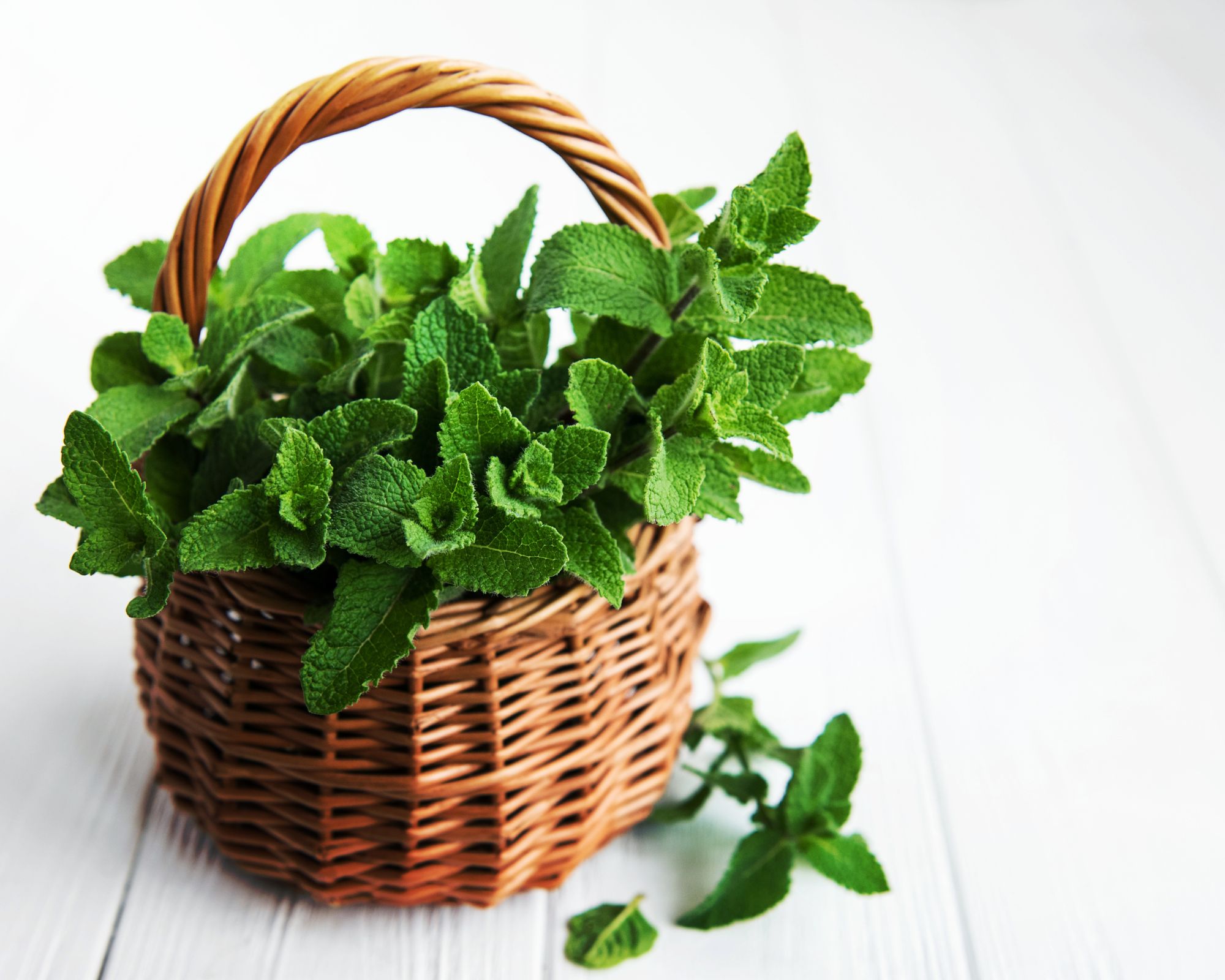 10 Simple Reasons You’ll Love Growing Mint at Home - Complete Gardening