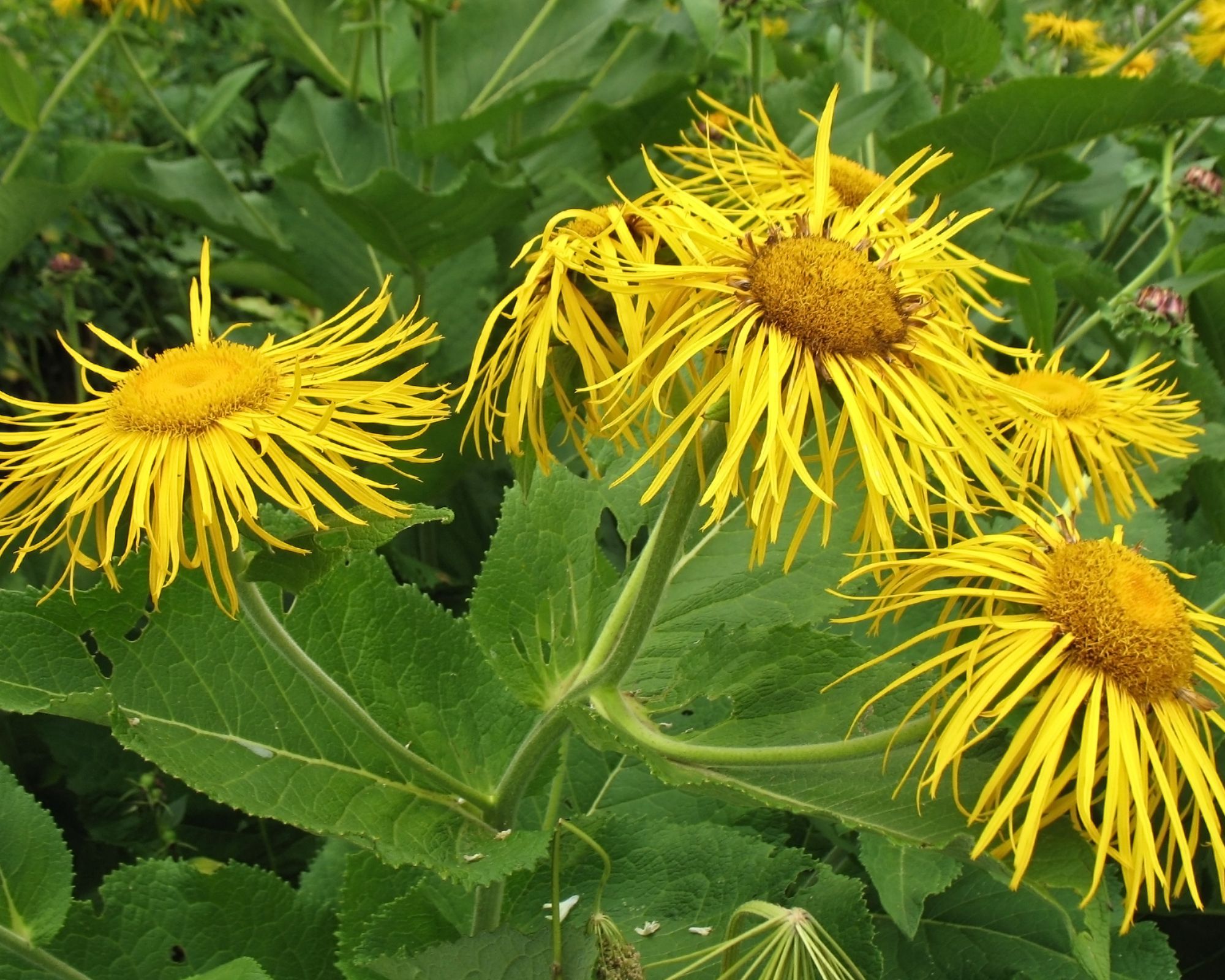 15 Plants & Herbs That Support Lung Health Naturally - Complete Gardening