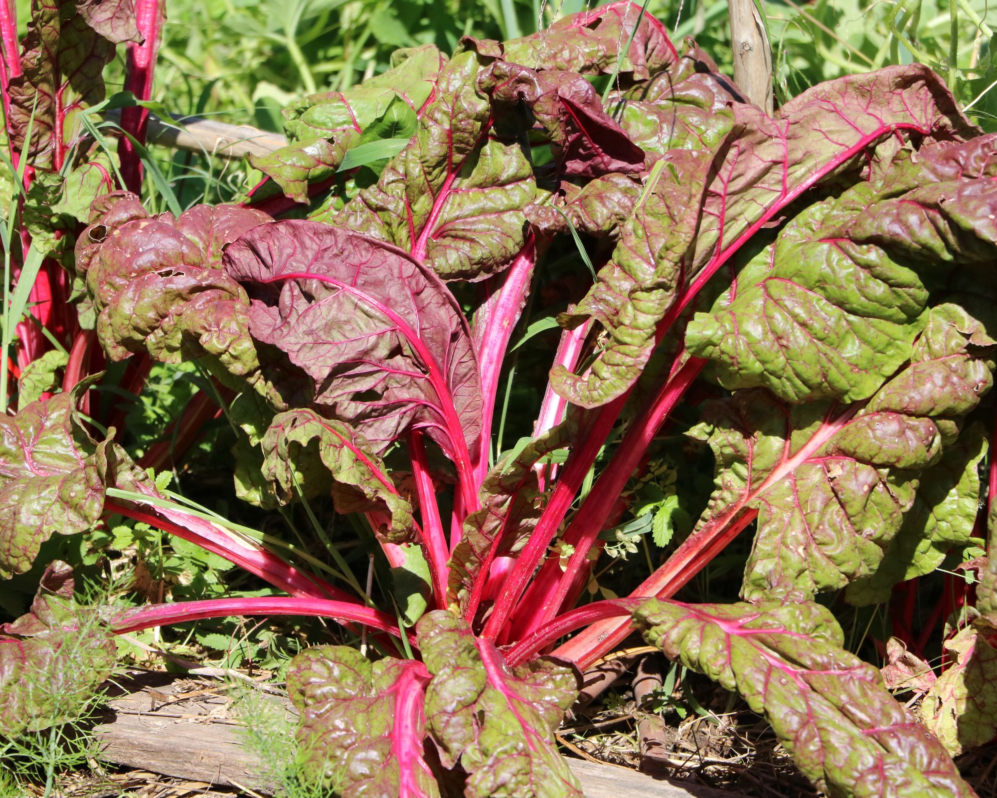 Giant Veggies, Endless Yields: 16 Varieties You Need to Plant ...