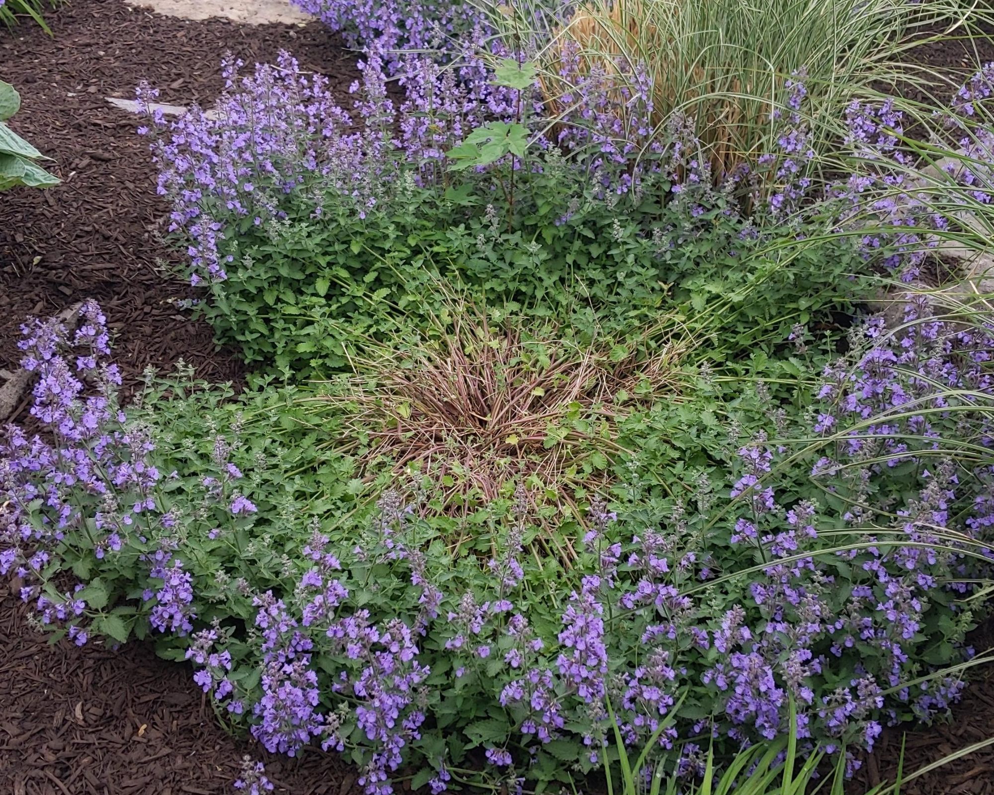 12 Essential Low-Growing Perennials for Garden Edges - Complete Gardening