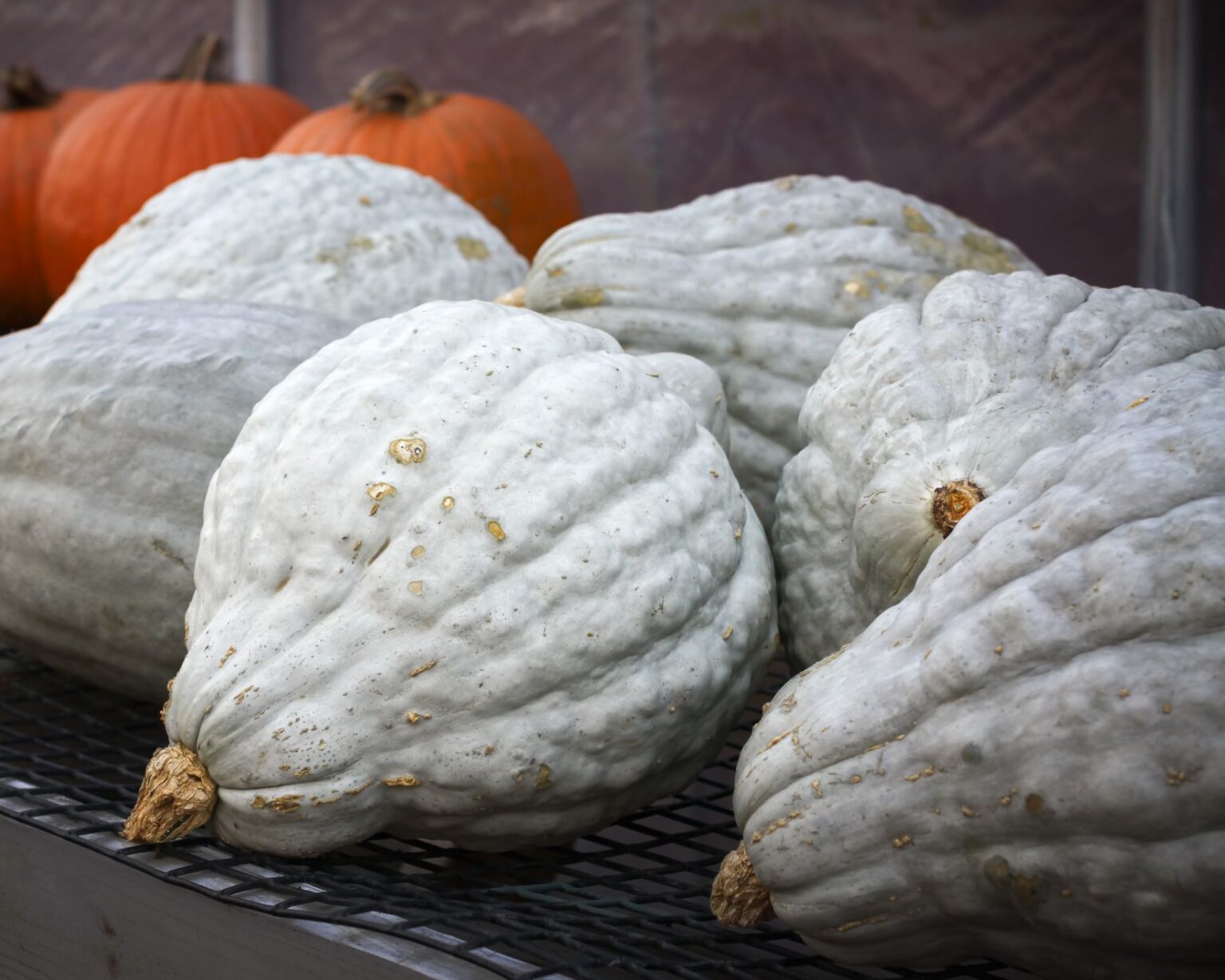 Giant Veggies, Endless Yields: 16 Varieties You Need to Plant ...