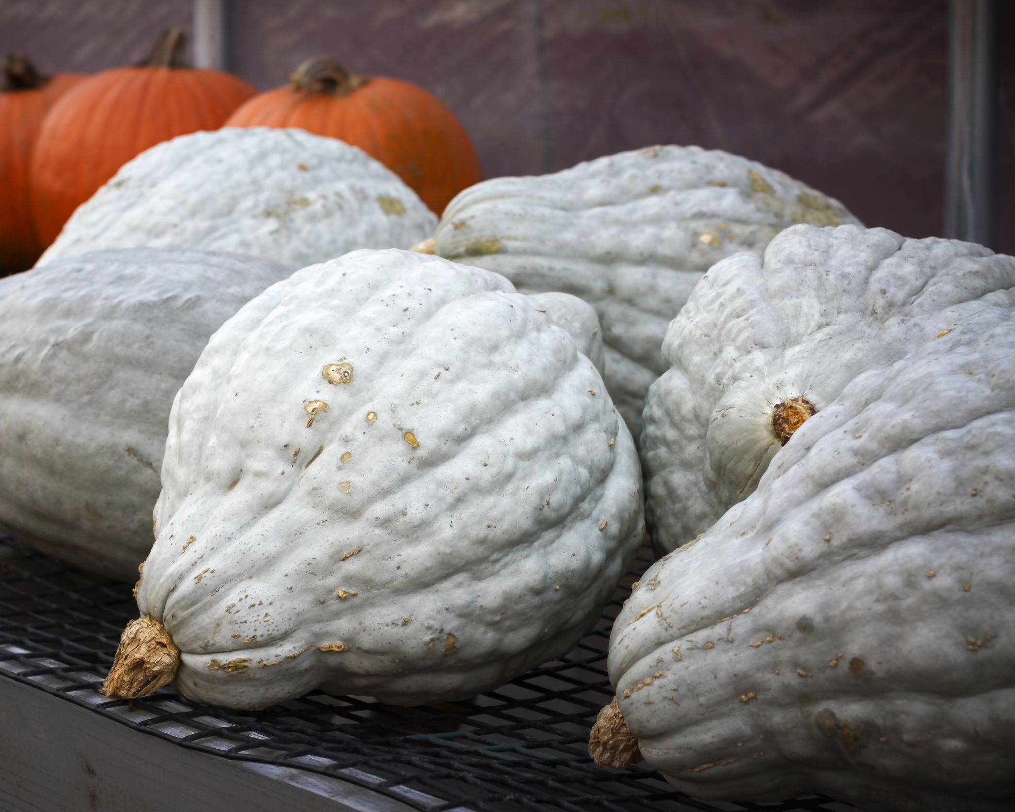 Giant Veggies, Endless Yields: 16 Varieties You Need to Plant ...