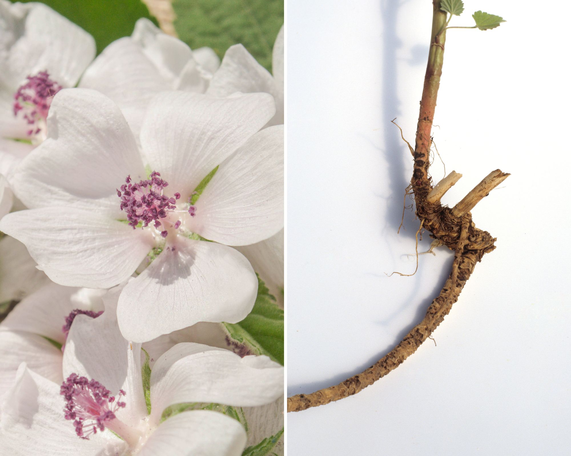 15 Plants & Herbs That Support Lung Health Naturally - Complete Gardening