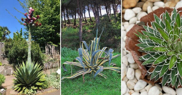 14 Cold-Hardy Agave Varieties That Bring Bold Beauty to Chilly Gardens ...