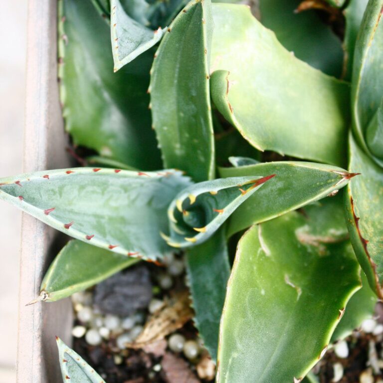 14 Cold-Hardy Agave Varieties That Bring Bold Beauty to Chilly Gardens ...