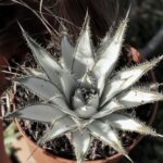 14 Cold-Hardy Agave Varieties That Bring Bold Beauty to Chilly Gardens ...