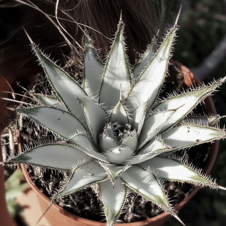 14 Cold-Hardy Agave Varieties That Bring Bold Beauty to Chilly Gardens ...