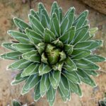 14 Cold-Hardy Agave Varieties That Bring Bold Beauty to Chilly Gardens ...