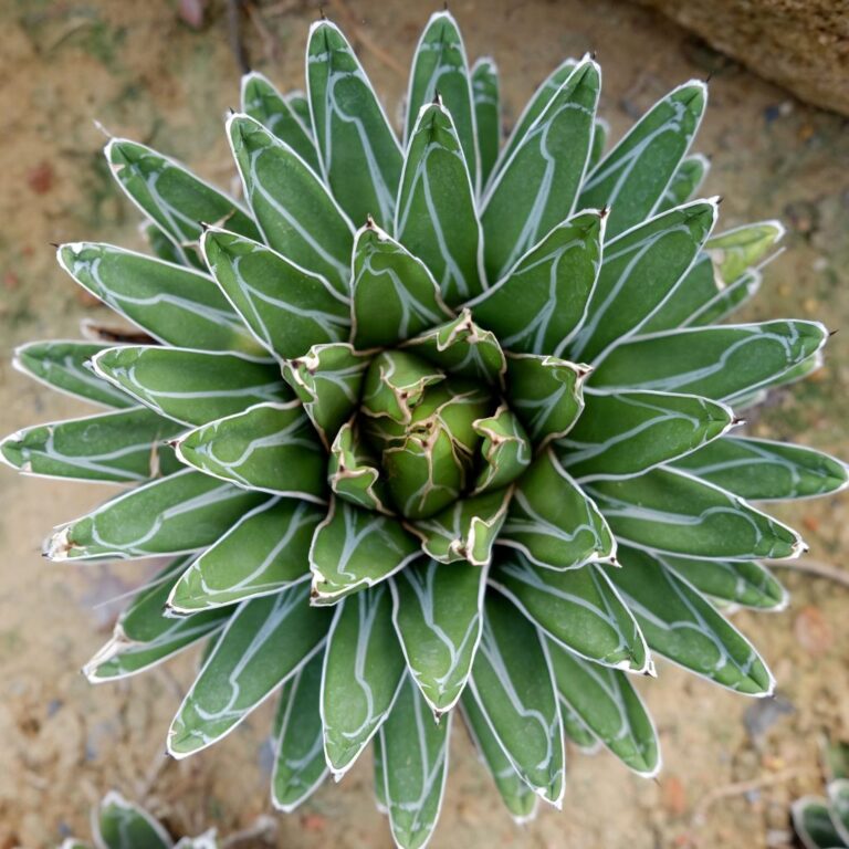 14 Cold-Hardy Agave Varieties That Bring Bold Beauty to Chilly Gardens ...