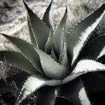 14 Cold-Hardy Agave Varieties That Bring Bold Beauty to Chilly Gardens ...